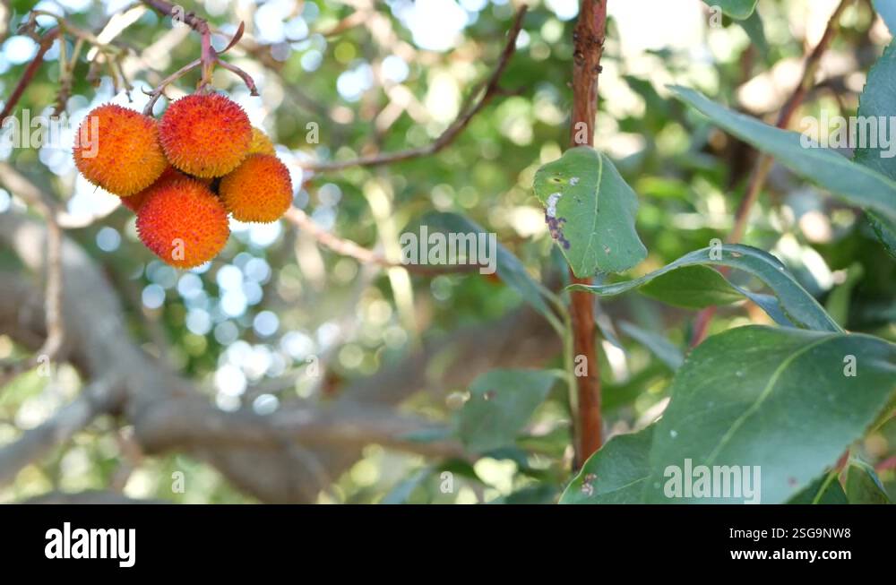 Strawberry tree fruit, irish arbutus unedo berry, cain cane apple ...