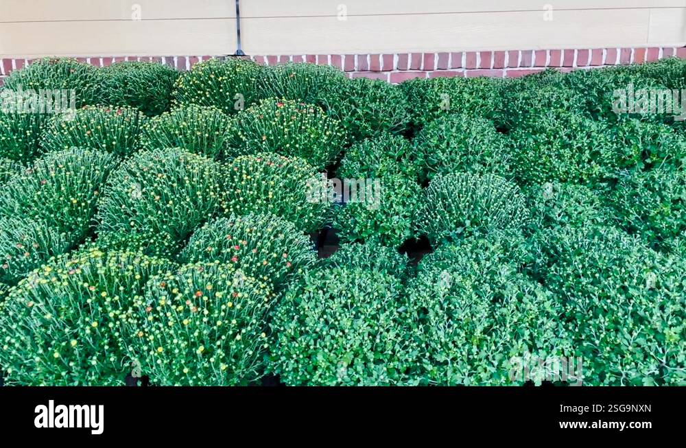 Rows of Mums on a sidewalk for sale at a retail grocery store Stock ...