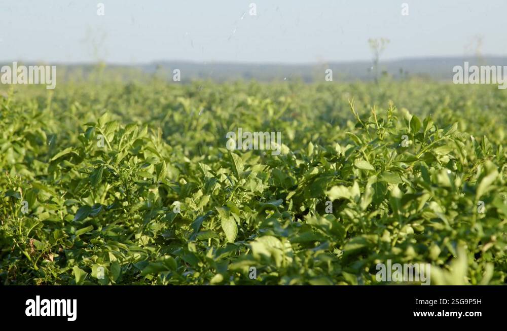 field of potato haulm is sown on farm. Green tops of potatoes greens in ...