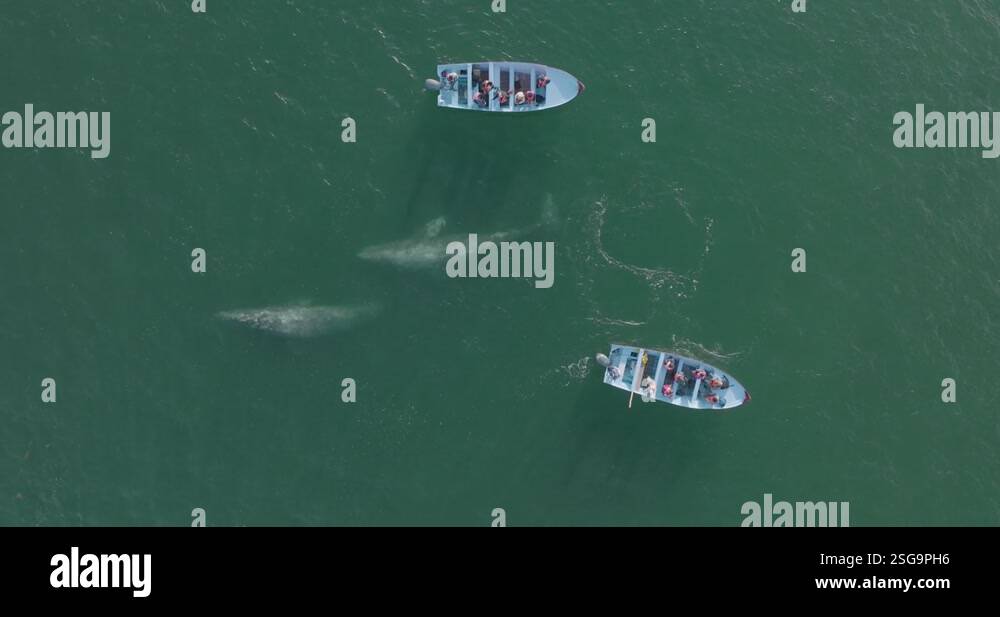 Pod of Gray Whales Breaching and Migrating in Pacific Ocean by Boats ...
