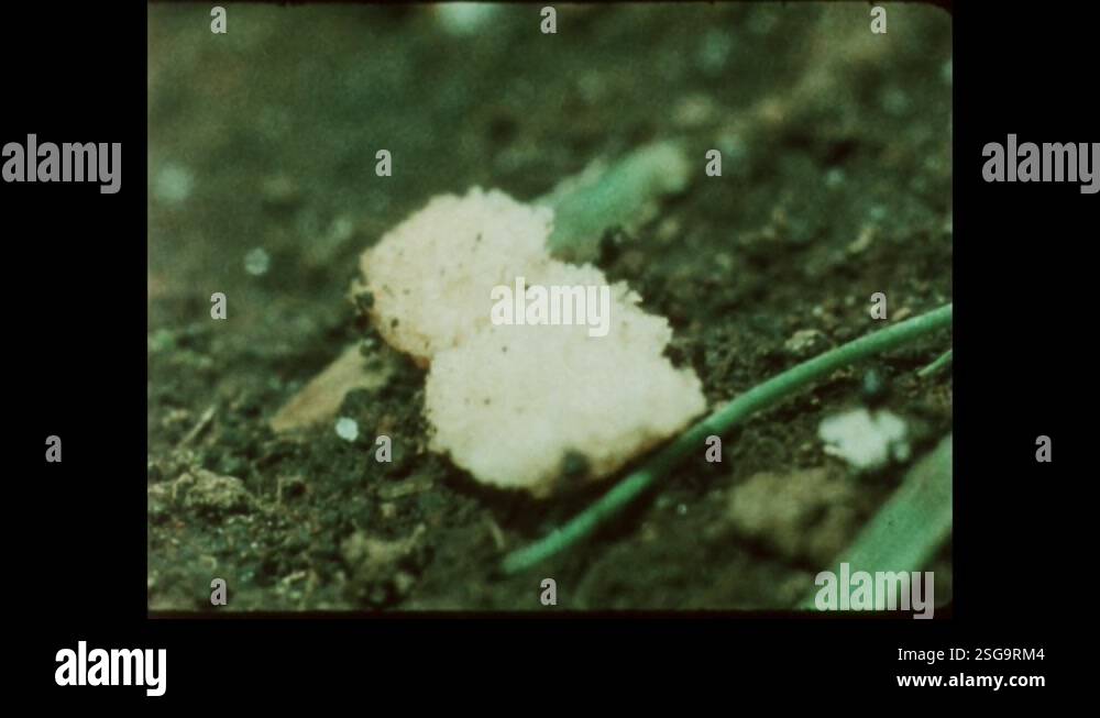 1980s:Ants crawl on and eat dead fish on ground. Ants crawl on and eat ...