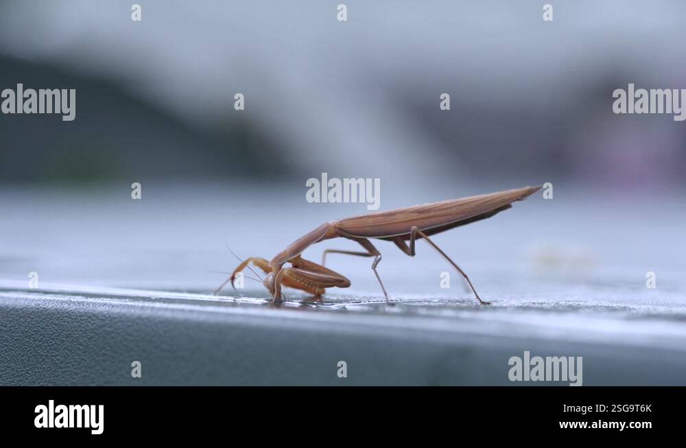Close-up view of praying mantis drinking water on wet surface. Macro ...