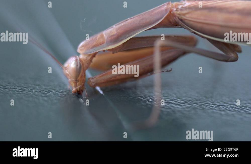 Close-up view of praying mantis drinking water on wet surface. Macro ...