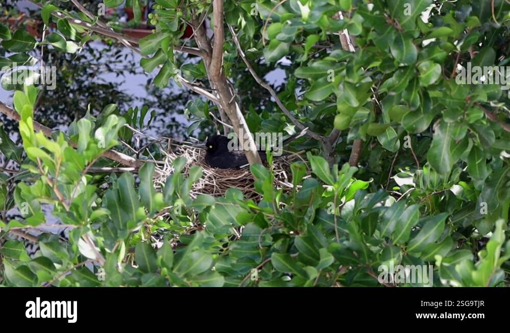 An Australian magpie sits on it's eggs protecting it's nest in Sydney ...