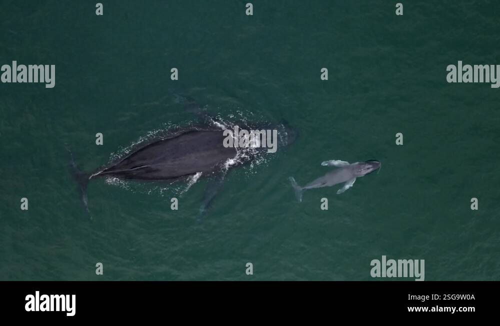 Aerial top down shot humpback whale and calf swimming come up for a ...