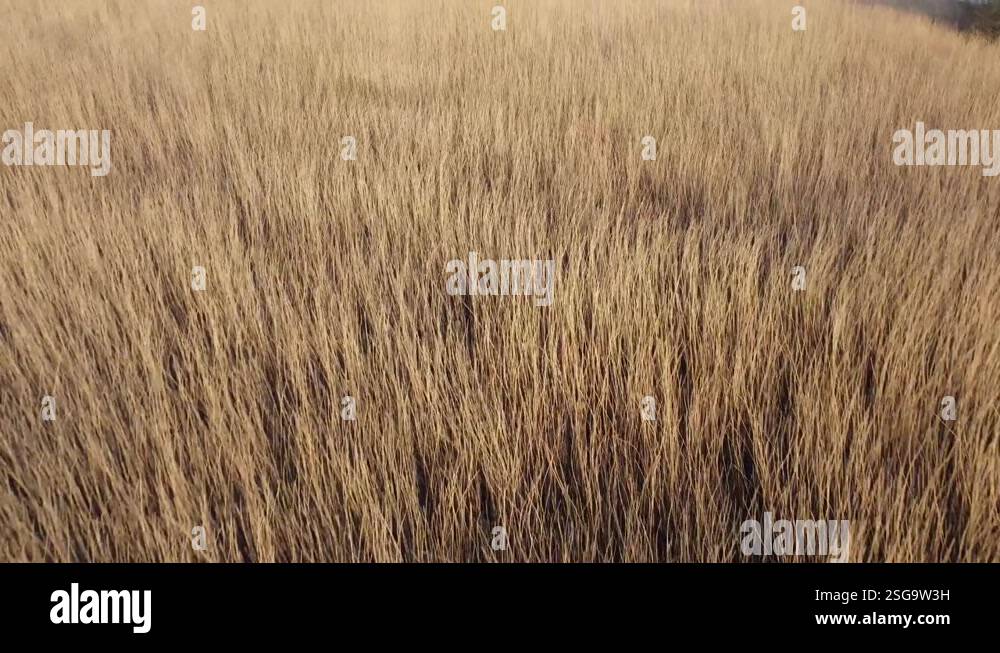 Flying low above safari savannah dry grass field to a beautiful blue ...