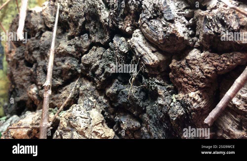 Stick insects are on a bark in a terrarium with leaves and branchs ...