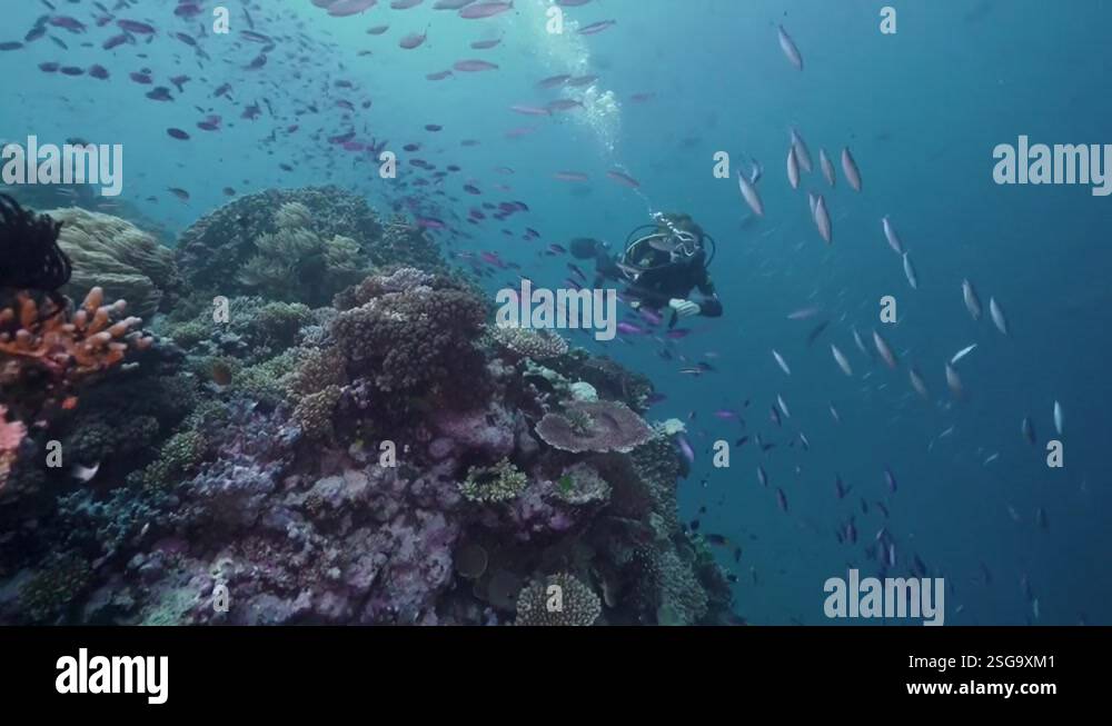 Female scuba diver swims over vibrant coral reef on the Great Barrier ...