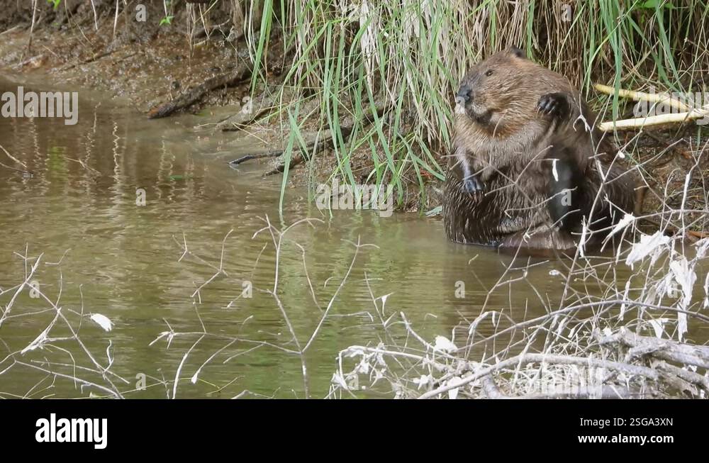 Beaver Sitting in a Lake Scratching his Belly and Cleaning Himself ...