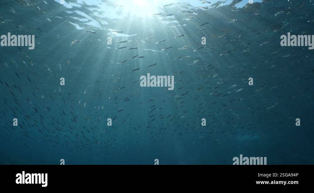 silverside fish school underwater slow ocean sun beams and rays Stock ...