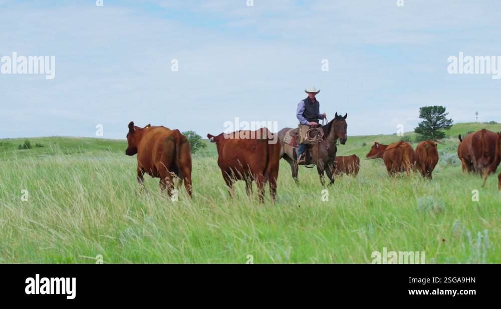Cattleman Herdsman Cowboy Farmer Guarding Cattle Herd Livestock of ...