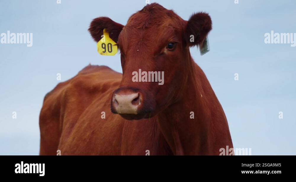 Closeup Of Red Angus, Beef Cattle With Ear Tag In The Pastureland In ...