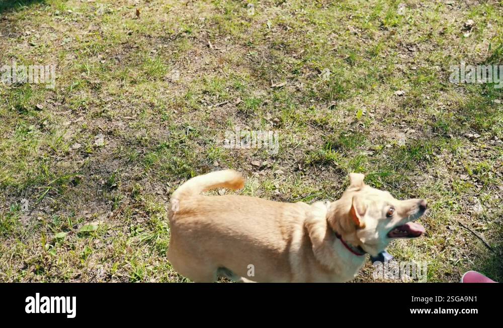 Tan Welsh Corgi Dog Rolling On The Grass Then Barked To Its Owner In ...