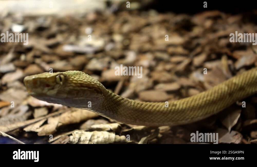 Bothrops insularis snake, known as the Golden lancehead. Endemic to ...