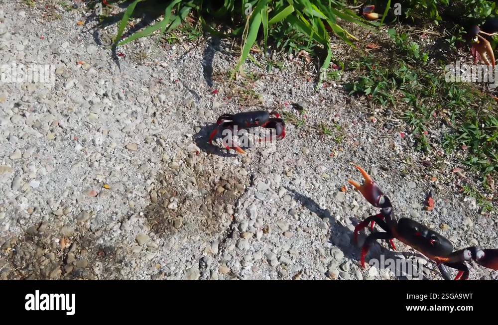 Cuban Crabs On The Season Of Their Migration From The Forest To The Bay ...