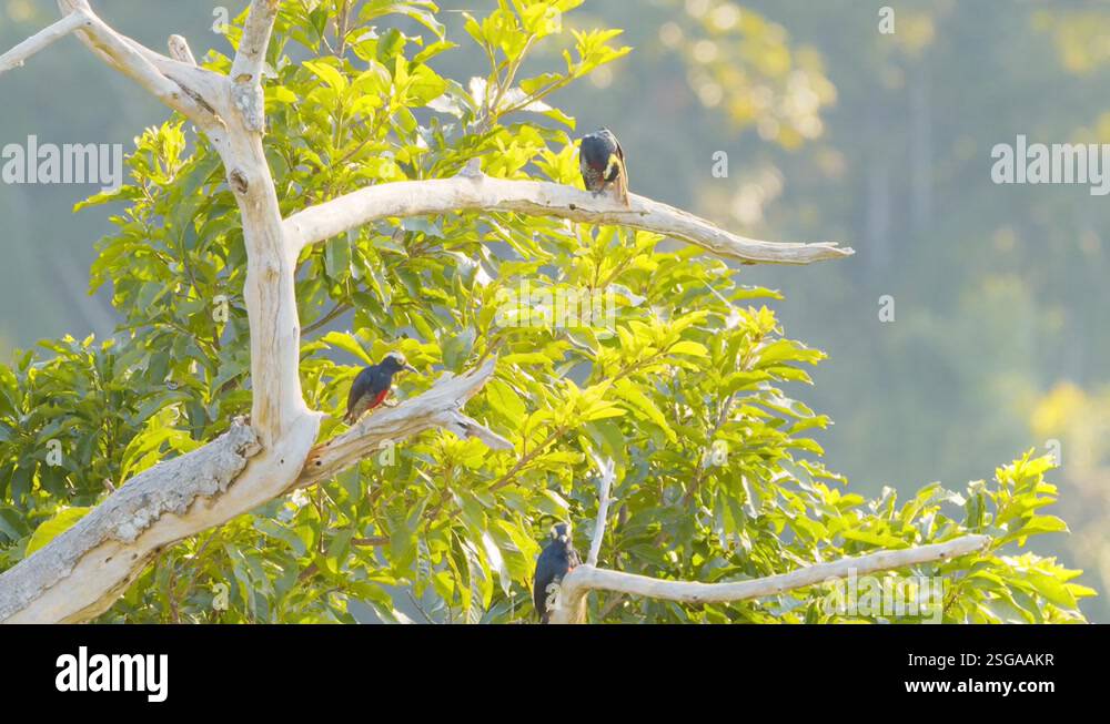Family of Yellow tufted woodpeckers forage and preen in the Amazon ...