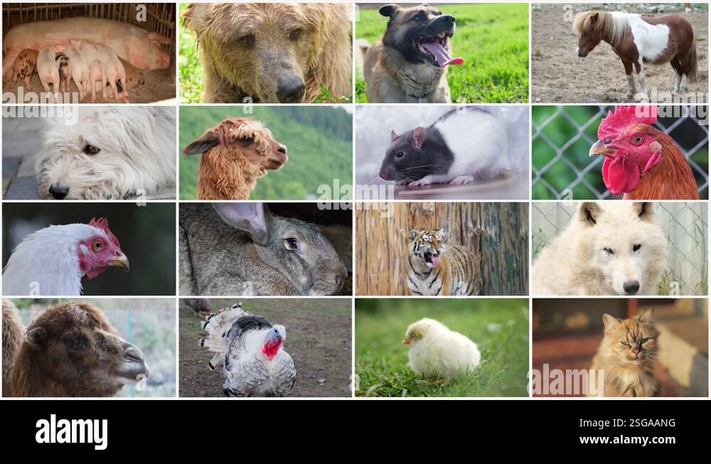 Video collage, group of different animals. Split screen. 4k video Stock ...