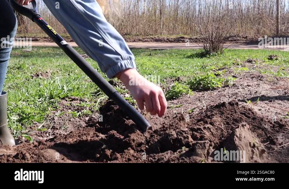 Female farmer digging ground soil in rubber boots in preparation for ...