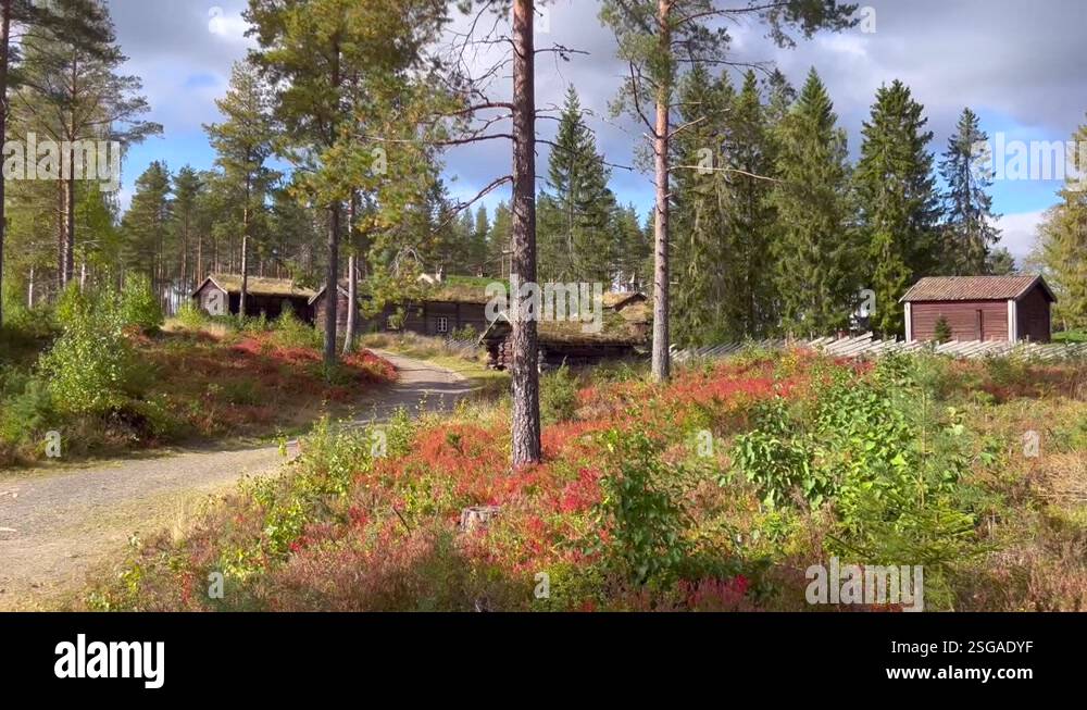 Pan view of the forest in Norway. Beautiful nature of Elverum, Norway ...