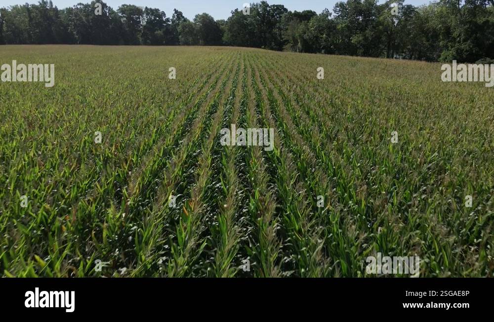 Drone flying low over corn field and agriculture farmland in Canada ...