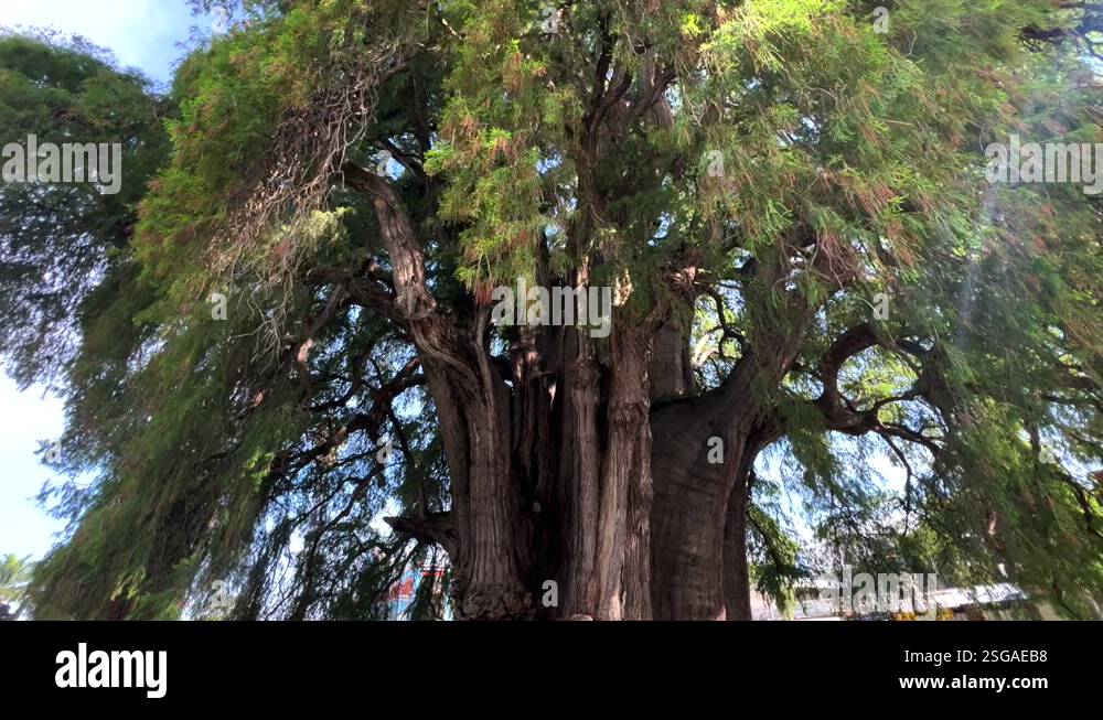 Low Angle Orbital View Under Famous Tree of Tule Oaxaca Mexico, Old ...