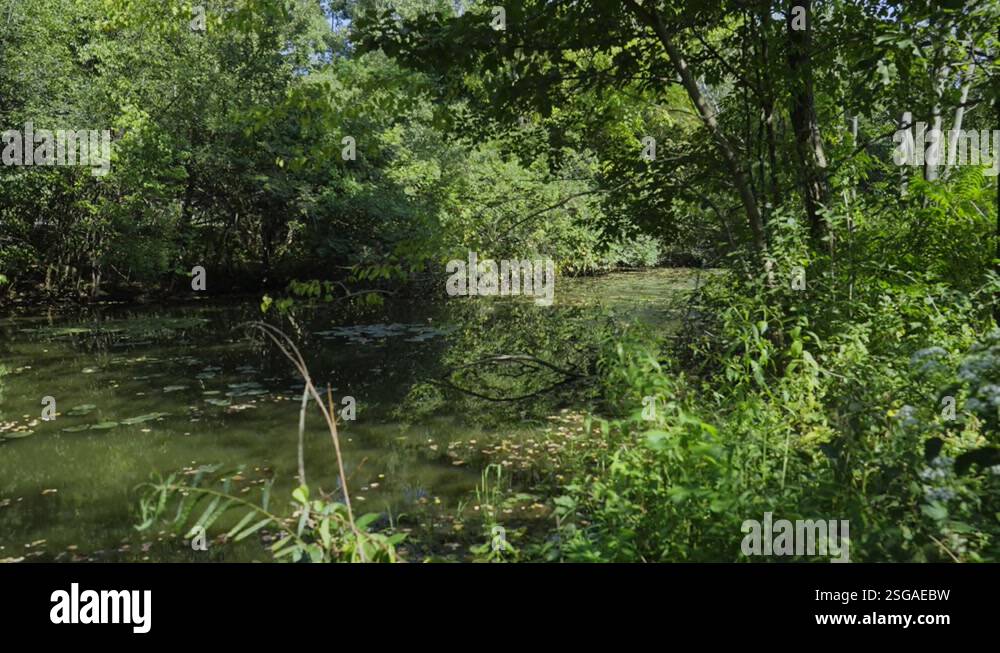 Marsh and swamp in rural countryside of Canada. Stagnant water pool ...