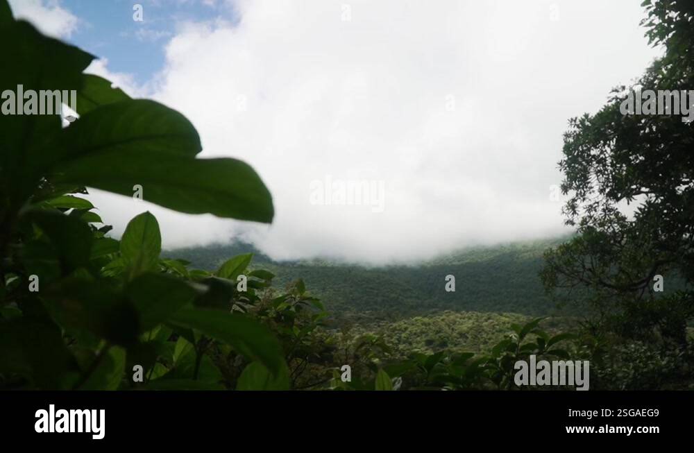 Looking through clearing in the trees to reveal forest canopy shrouded ...