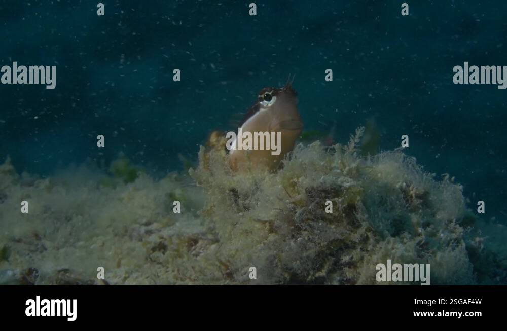 Reef ledge Stock Videos & Footage - HD and 4K Video Clips - Alamy