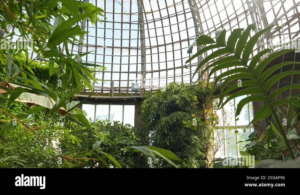 Live green tropical plants in conservatory, ecological development of ...