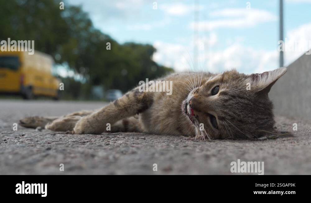 Cat ran across roadway and was hit by car. Dead cat lies on highway ...
