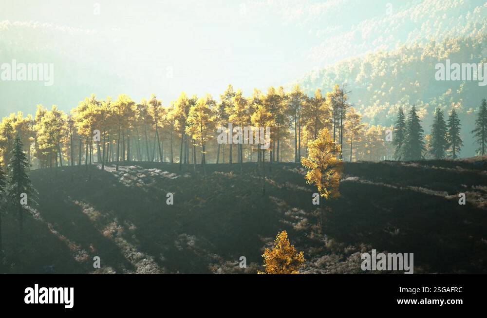 Beautiful landscape of a golden yellow and green forest Stock Video ...