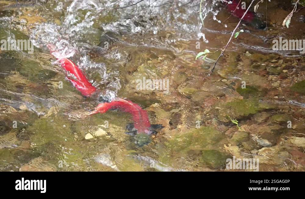Aggressive Kokanee salmon biting each other during the spawn at Flaming ...