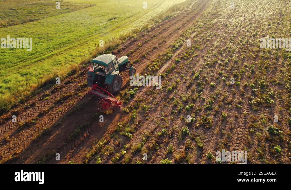 Green tractor with plougher driving through bean plantation next to ...