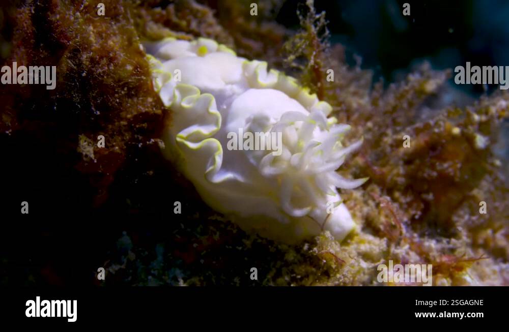 Nudibranch's (Ardeadoris angustolutea) feathers moving with the ocean ...