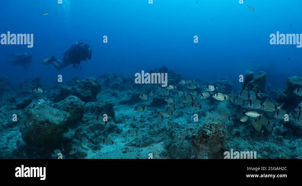 silhouette of scua diver underwater sun beams and rays exploring reefs ...