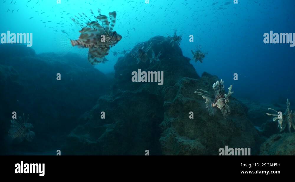 lionfish underwater nice blue light animal invasive fish mediterranean ...