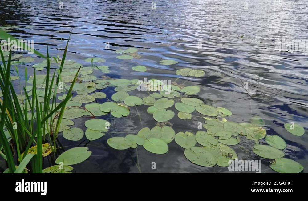 Waving gently lake water reeds and water lily leaves Stock Video ...