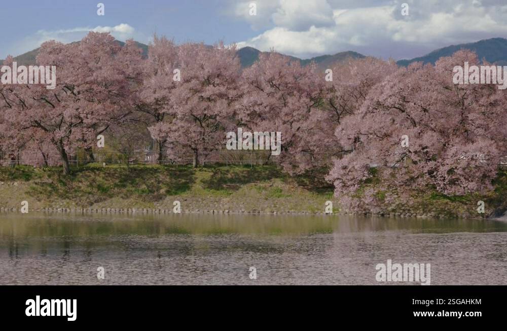 Cherry Blossoms and Cherry Petals Floating in a Pond (Time Lapse | Tilt ...