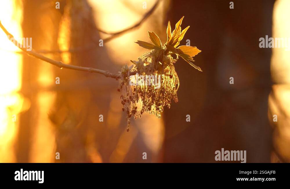 Budding japanese maple Stock Videos & Footage - HD and 4K Video Clips ...