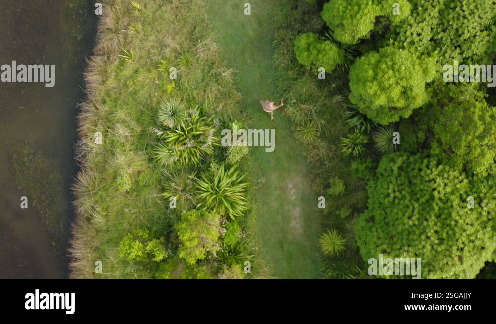 Polynesian Warrior dances along path with spear and club, drone birds ...