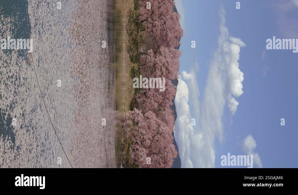 Cherry Blossoms and Cherry Petals Floating in a Pond (Vertical Real ...