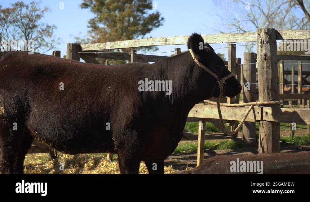 Black Cattle In Rope Halter Tied On Wooden Post In The Rural Farm ...