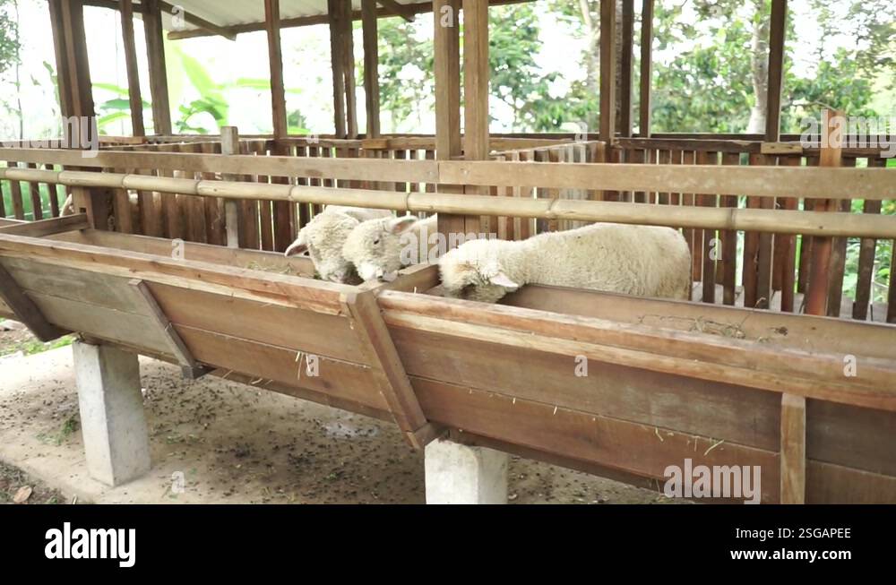 Merino sheep farm or Ovis aries eat grass at a clean wooden sheepfold ...