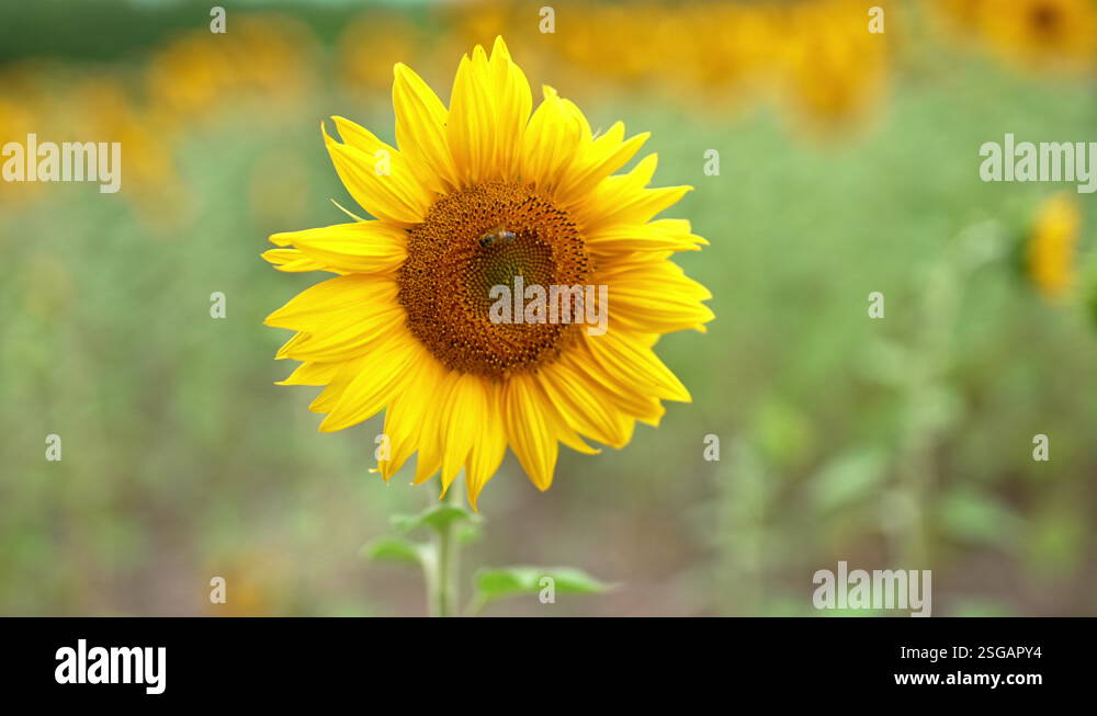 Bee sitting on the sunflower swaying in the wind. Close up. Blossoming ...