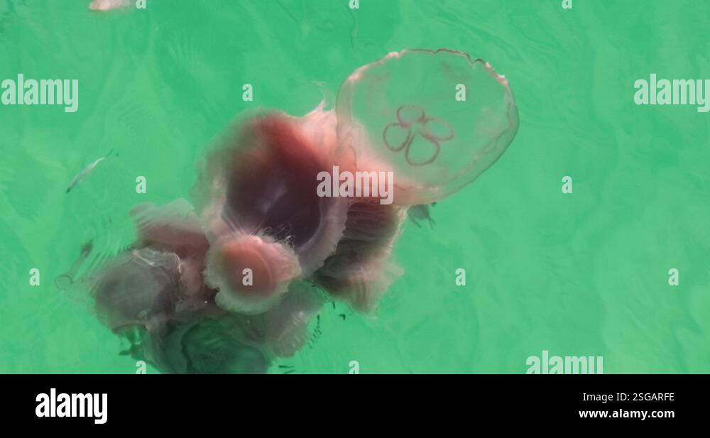 Pink Meanie Jellyfish, Drymonema Larsoni, in the Gulf of Mexico Stock ...