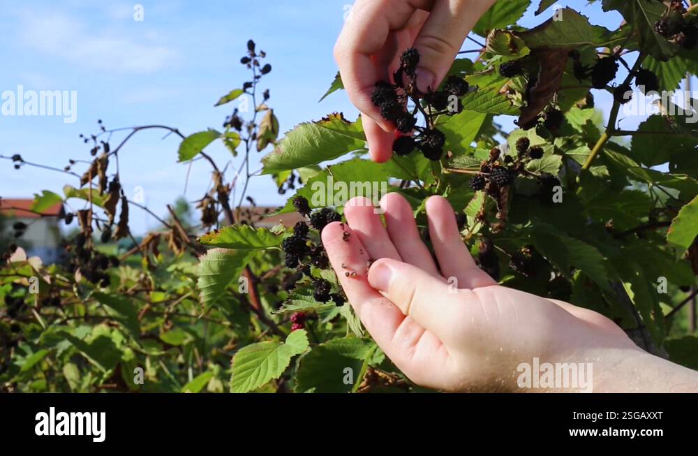 Mans hand showing how rotten raspberries grow on a bush in the garden ...