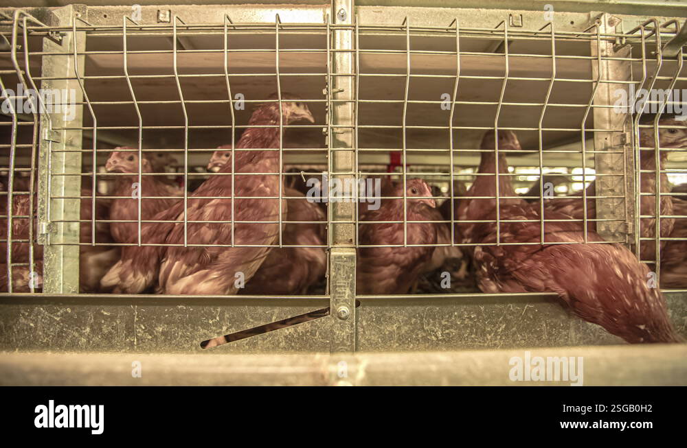 Chicken hens in pens at an egg production farm - time lapse Stock Video ...