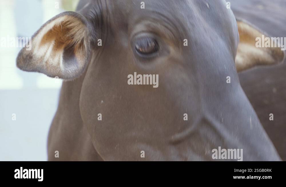 Close up of a chewing black bull, nose, mouth, eyes, ears, horns ...