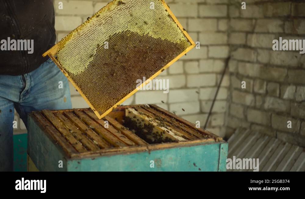 The beekeeper throws the bees off the frame Stock Video Footage - Alamy