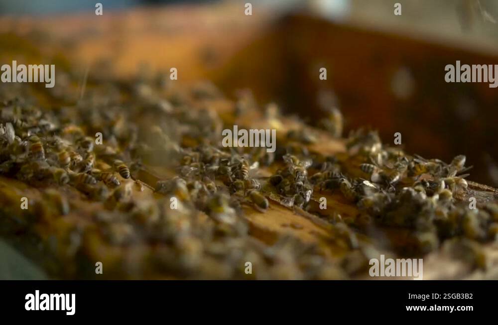 The beekeeper throws the bees off the frame Stock Video Footage - Alamy
